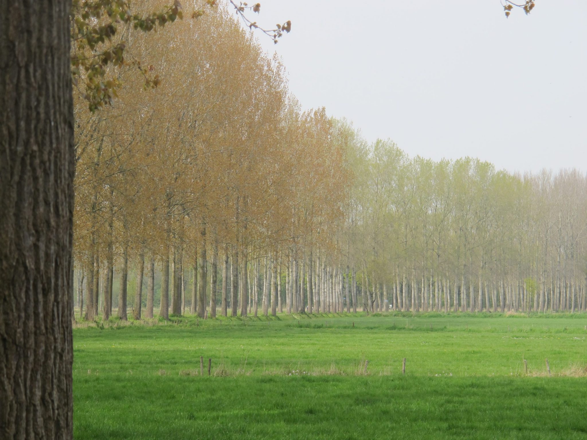 Populieren in Brabant › NATUURBOUW